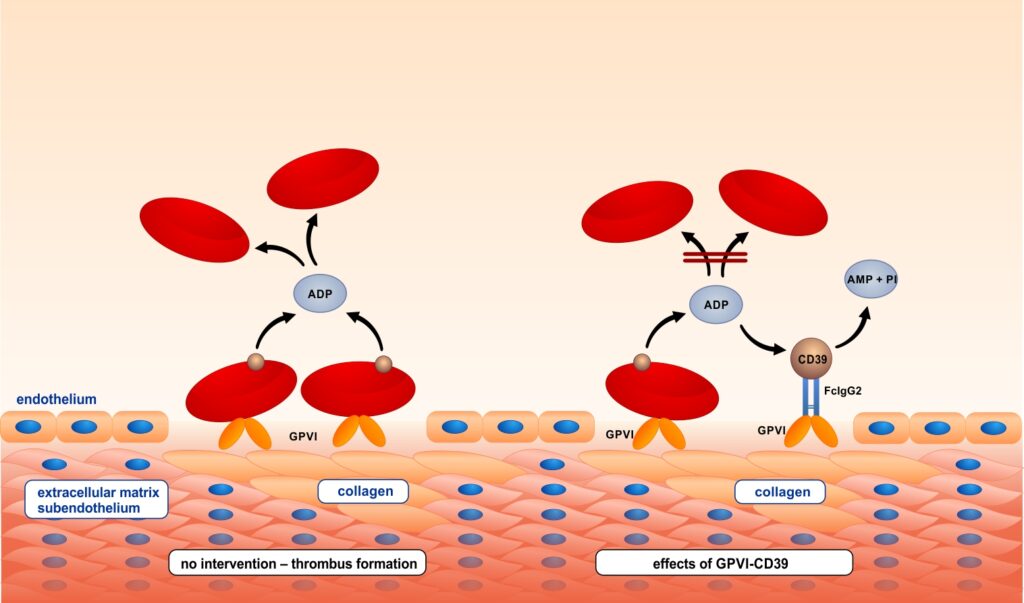 Glycoprotein VI – neue therapeutische Ansätze – Bayerische ...